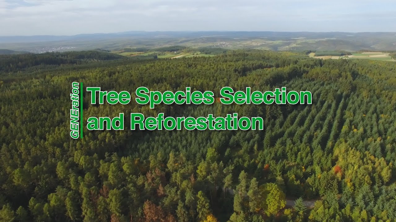GENEration 08 – Tree Species Selection and Reforestation