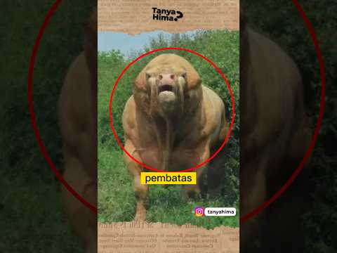 2 BANTENG DENGAN BENTUK Paling ANEH di DUNIA #shorts