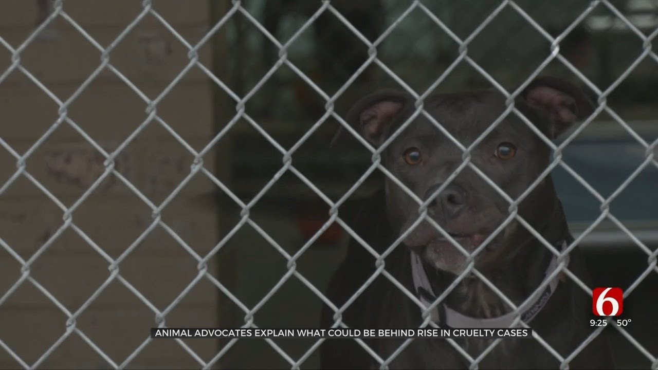 OSBI Statistics See Rise In Animal Cruelty Cases In Oklahoma