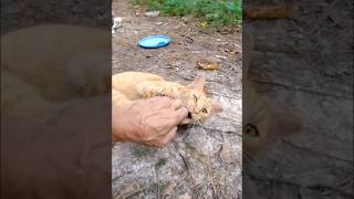 Orange Tabby Cat He Bit Me Watch HD Mp4 Video Download Free
