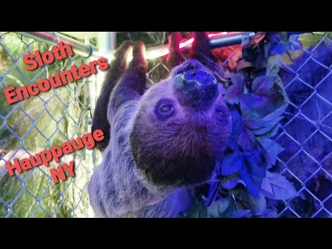 Sloth Encounters Hauppauge, Long Island New York