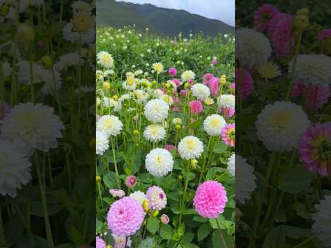 Beautiful dahlia flowers.๐ ||#dahlias #dahliacollections #nature #flowers