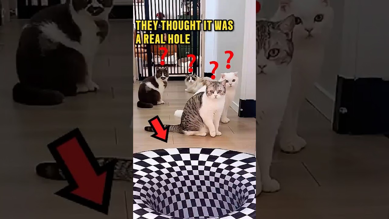 She Used a 3D Rug to Find the Dumbest Cat 🤣❤️