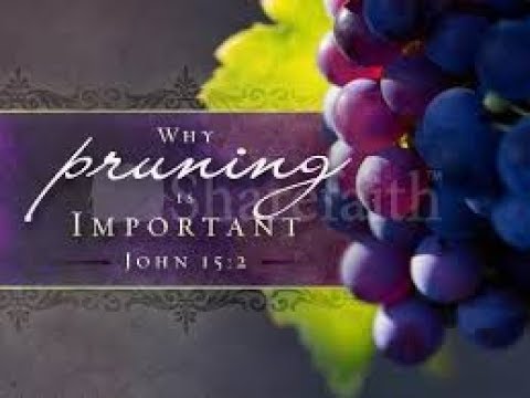 The Pruning Process - John 15:2