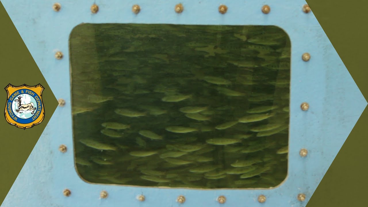 Fish Hatchery Water Treatment