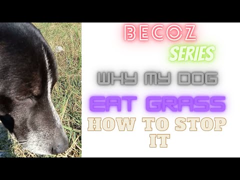 Why dogs eat grass and how to stop it | eating grass is good for dogs?