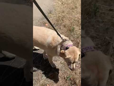 Rattlesnake aversion course at @VCAAnimalHospitals Yorba Regional Animal Hospital #dogs #dogshorts