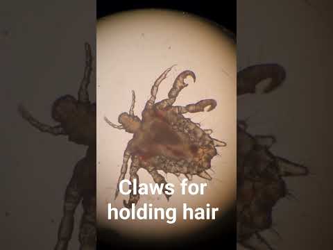 Larry the #louse is back! coming to a Bush near you.