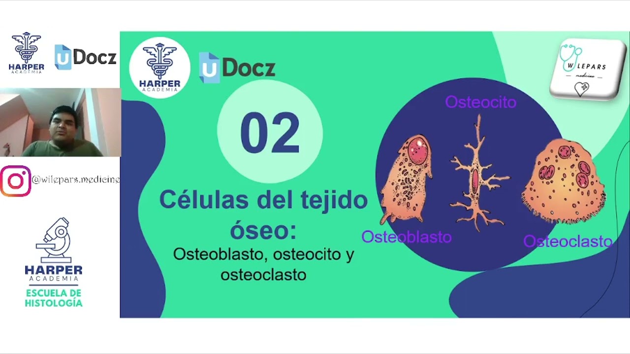 Sistema oseo con Harper Academia & uDocz 📚