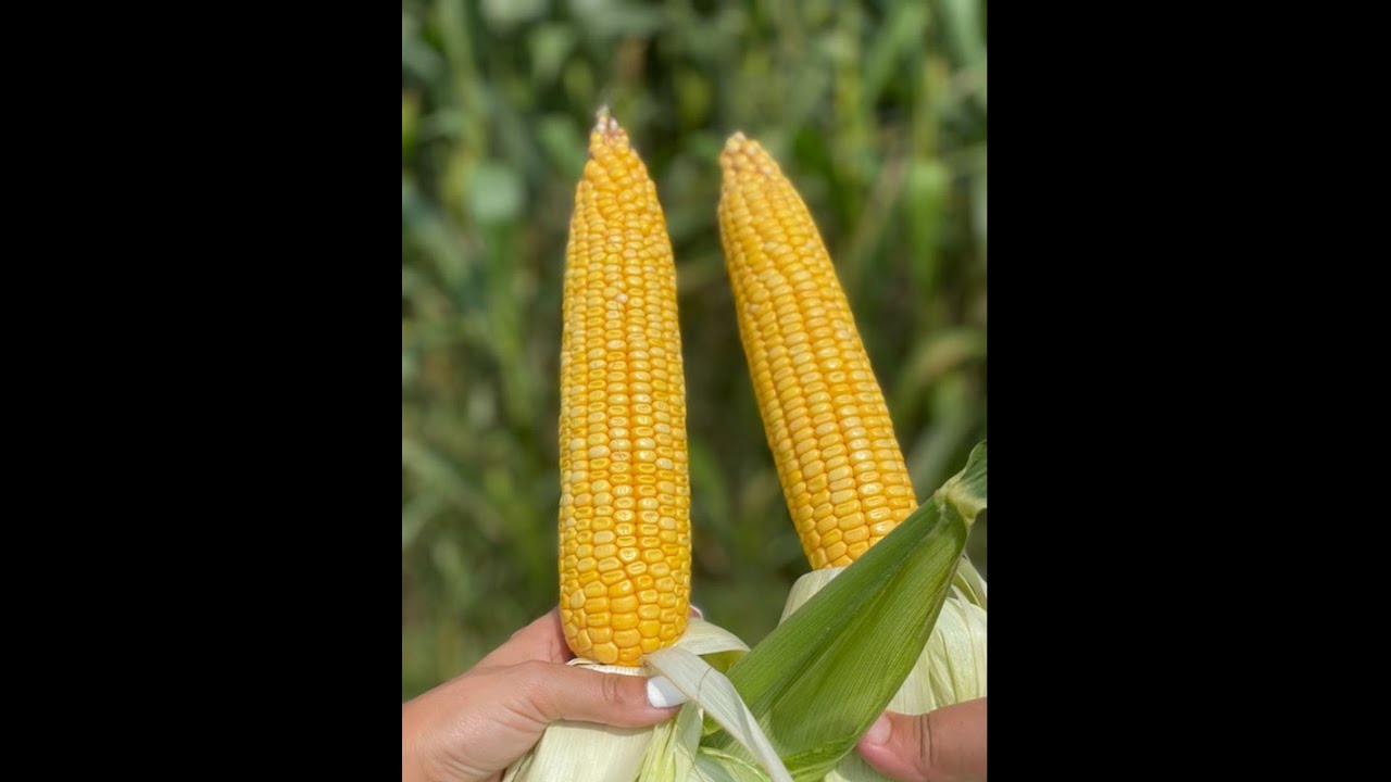 Conservation Chat: Precise Solutions