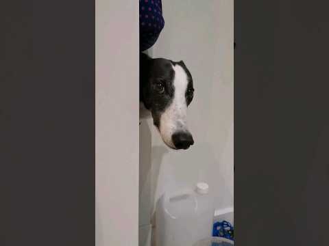 who is the nosiest dog? #greyhounds #dogs