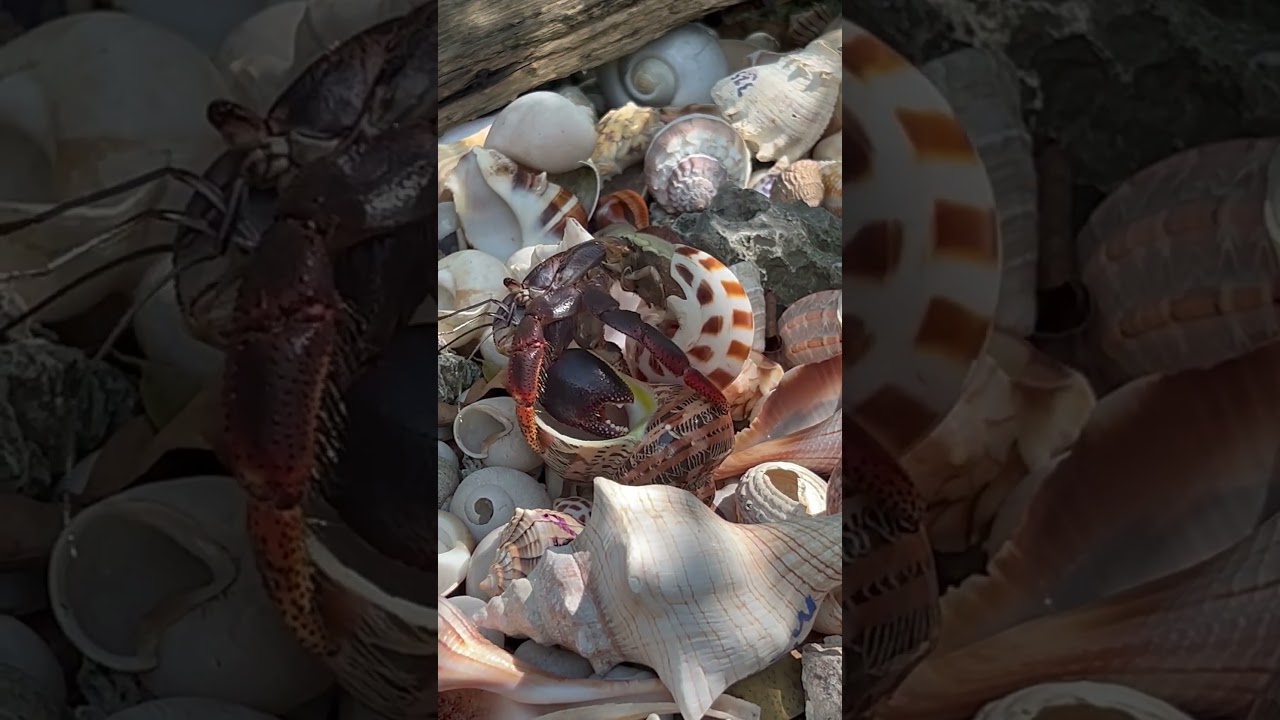 How Crabs Change Shells
