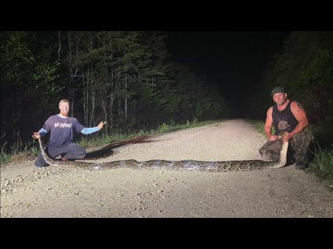 See the Massive Record-Breaking Burmese Python Caught in Florida