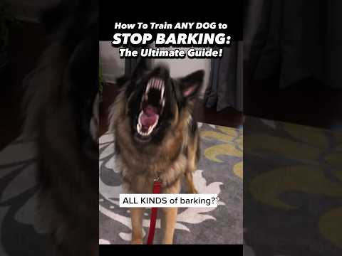 This is what I learned after 19 years training dogs to STOP BARKING π #dogtrainer #dogtraining #dog
