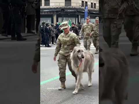 Irish Wolfhound at the St Patrick’s Day Parade ☘️