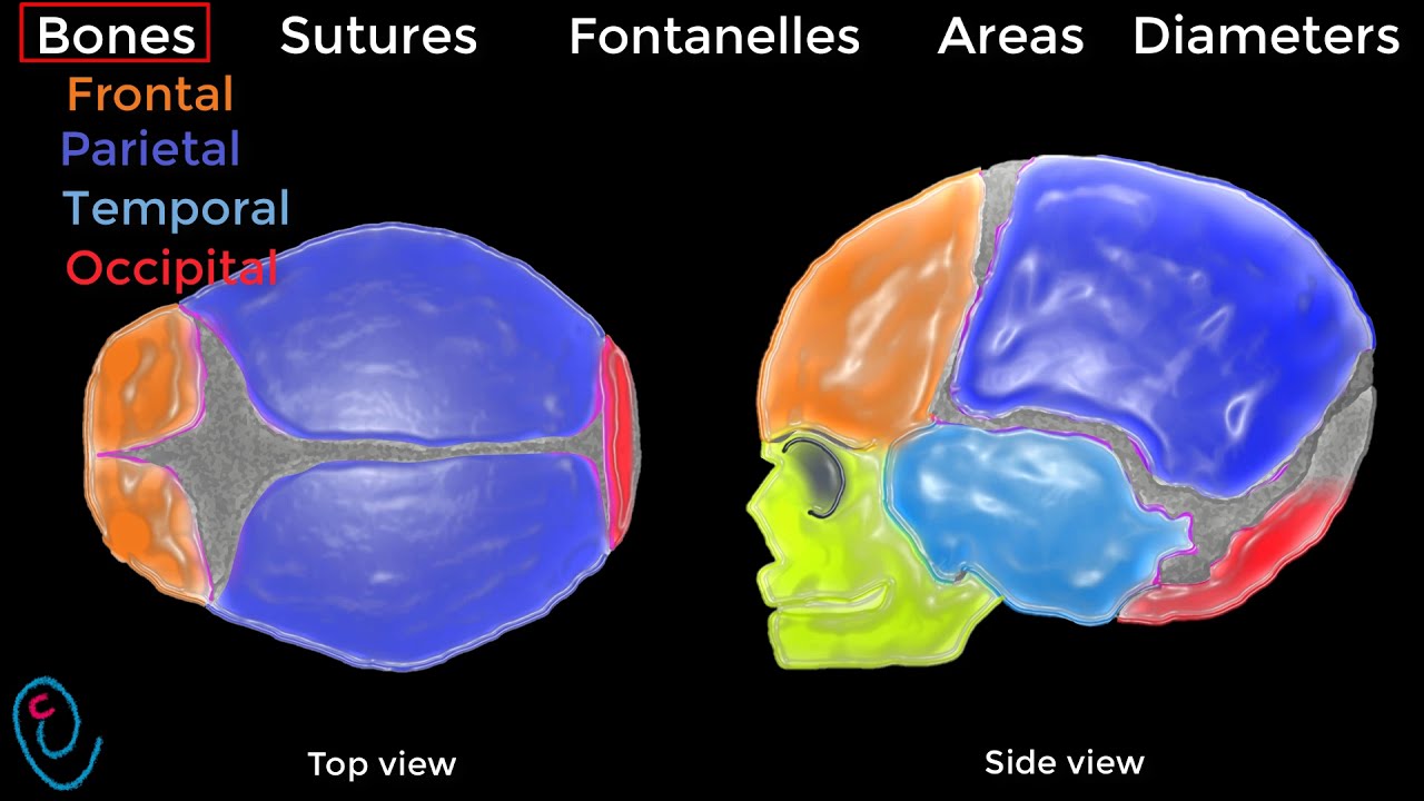 Fetal skull illustrated