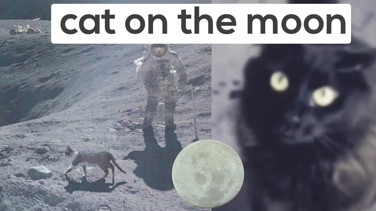 Cat on the moon | Real cat on the moon.