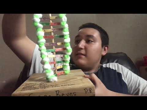 My DNA Ladder project for Biology
