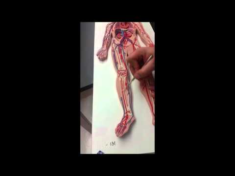 Anatomy of The Systemic Circulation