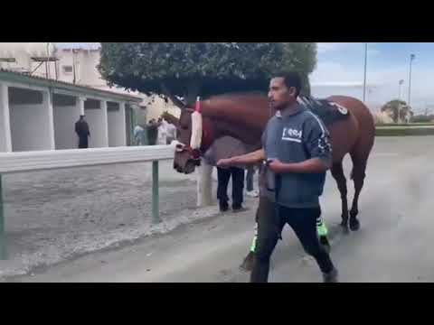 HORSES RACES CYPRUS NICOSIA RACE CLUB #HORSERACING