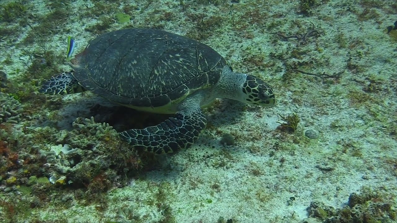 Beautiful Dive in Cozumel Mexico with Deep Blue