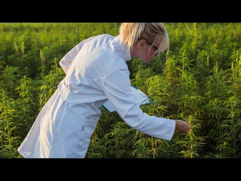 Weeding through Information: Interpreting Lab Tests to Determine New vs Residual Use of Marijuana