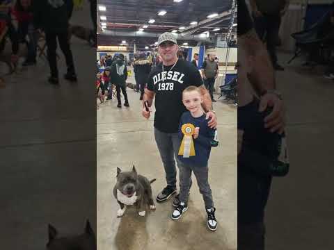 Vinces dog show debut 2022
