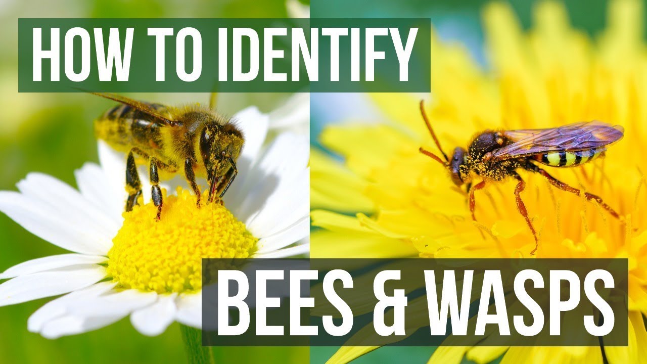 Wasps & Bee Control: How to Get Rid of Wasps and Bees | DIY Wasp & Bee ...