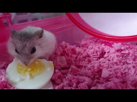 Hard-Boiled Hamster – Lee Duigon