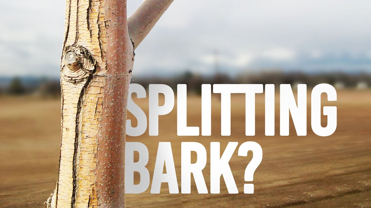 Why is my tree bark splitting?