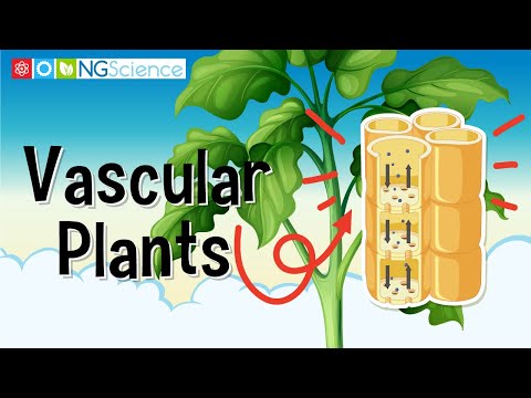 Vascular Plants