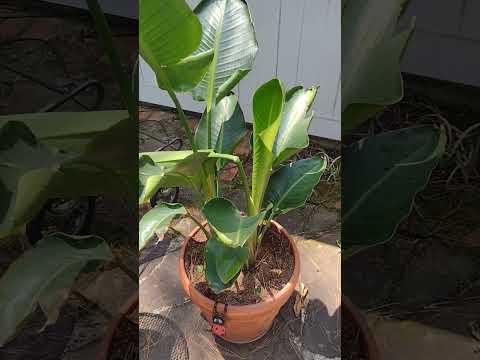 Bird of Paradise Under $10! #birdofparadise #plants #budget #deals #gardening #savemoney #hack