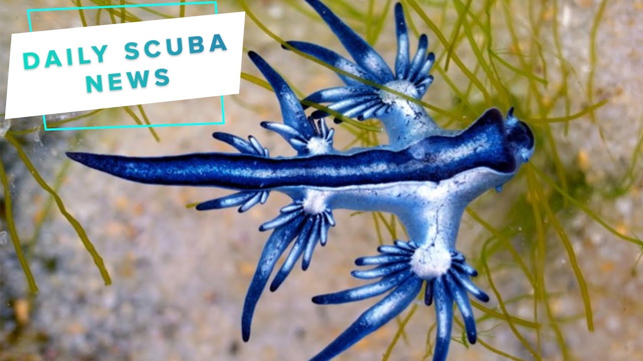 Daily Scuba News - Plastic cleanups threaten some marine life