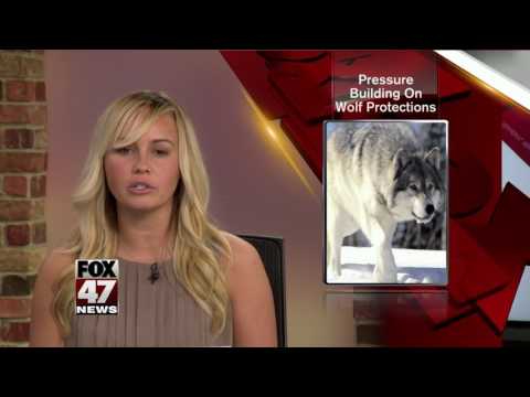 Midwest, Wyoming lawmakers target wolf protections again