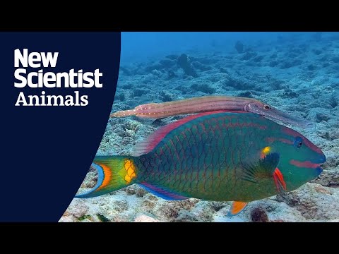 Watch small fish hide behind other bigger fish to sneak up on its prey