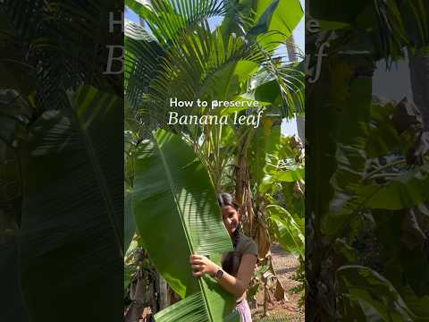 How to preserve banana leaf π±