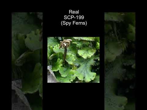 SCP-199 | Spy Ferns (SCP Library)