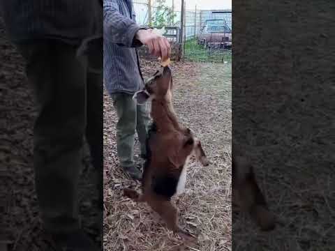 Copper the Goat