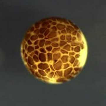 early cleavage in Xenopus