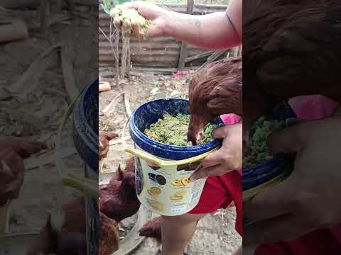 Rhode island red chickens