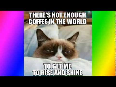 Top 50 funniest and best grumpy cat memes