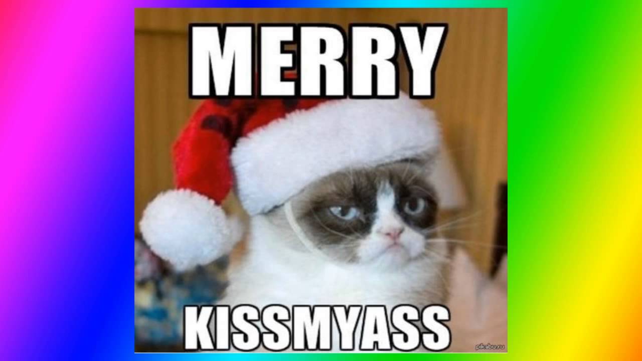 Top 50 funniest and best grumpy cat memes