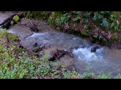 Relaxing stream view nature sounds calming music