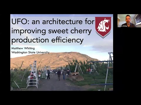 Dr. Matthew Whiting (WSU) on the UFO Cherry Training System 2020