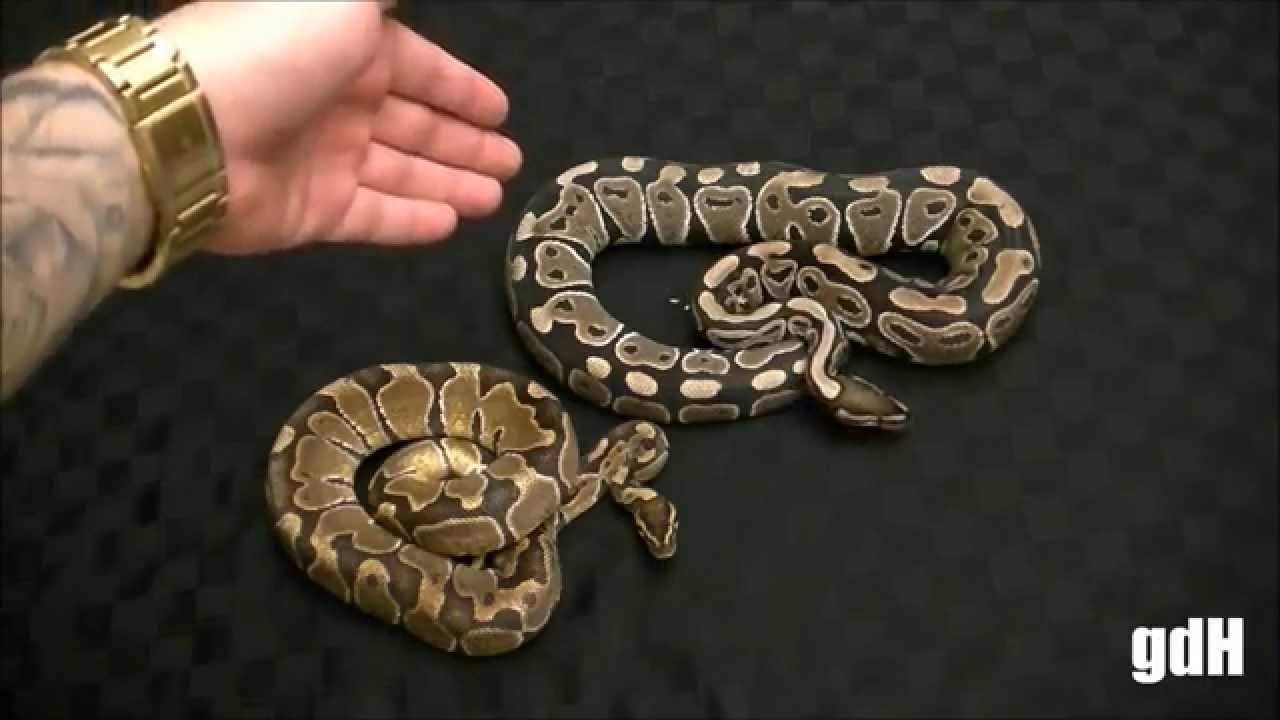Ball Python Genetics 101 [Genetics for Dummies edition]