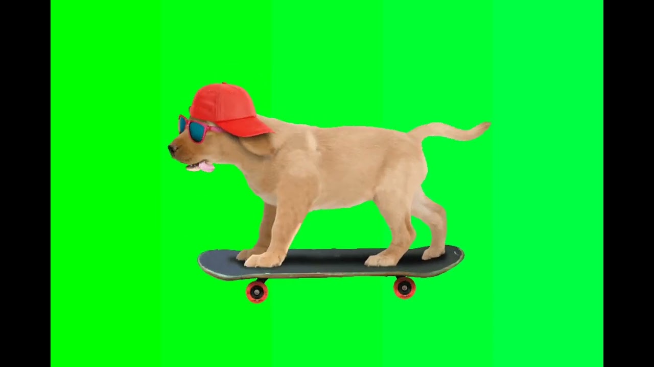 Dog running green screen | Animation | cartoon videos