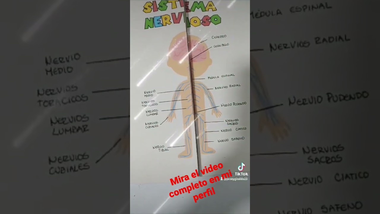 cómo hacer el libro del cuerpo humano muy facil