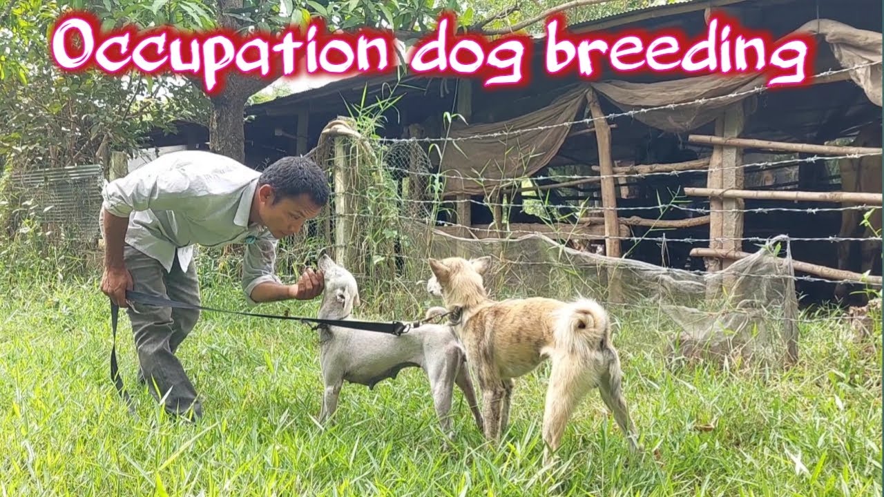 Occupation dog breeding