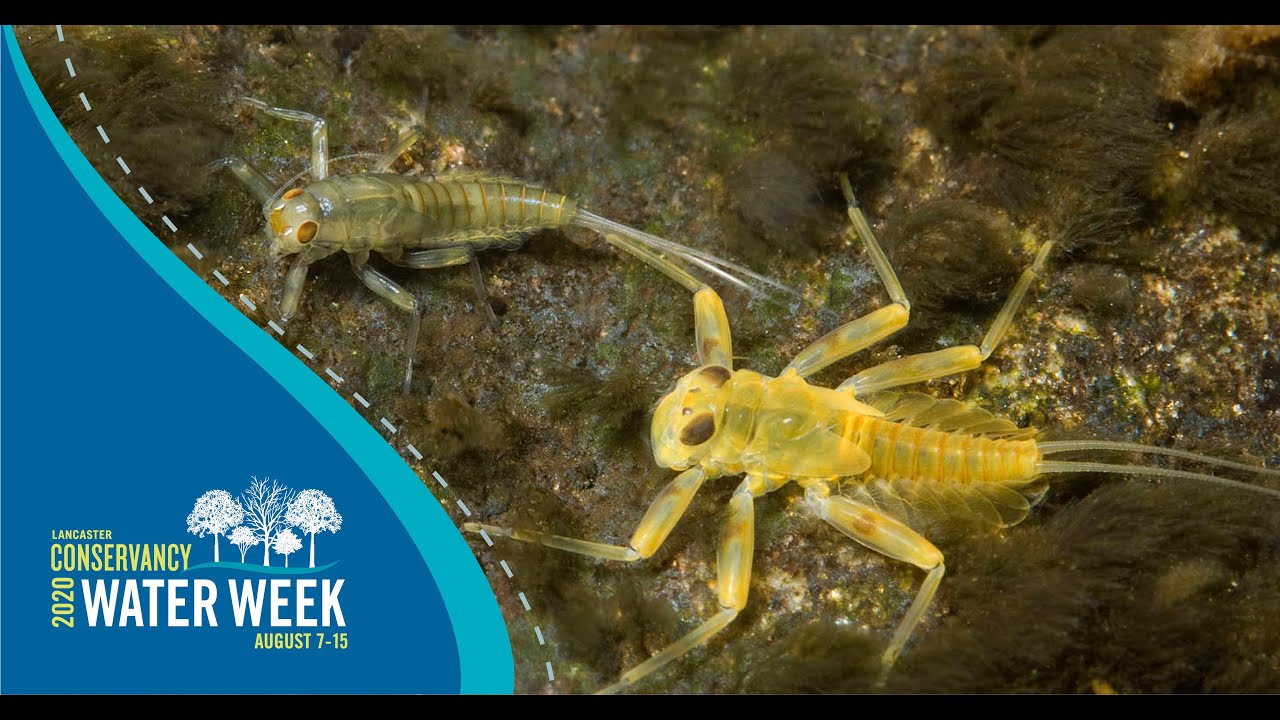 The Hidden World of Stream Insects