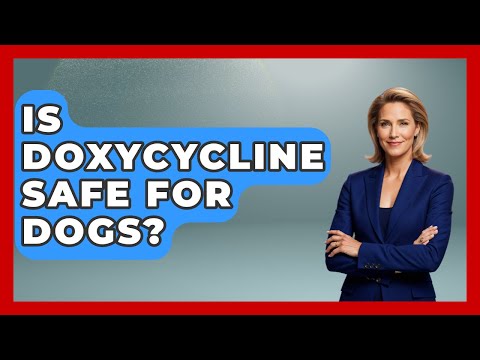 Is Doxycycline Safe For Dogs? - First Response Medicine